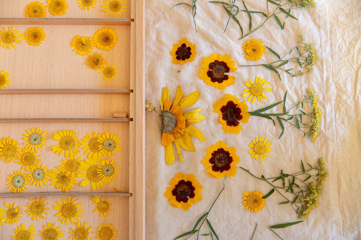 Dyeing With Plants – Pink Moon Goods
