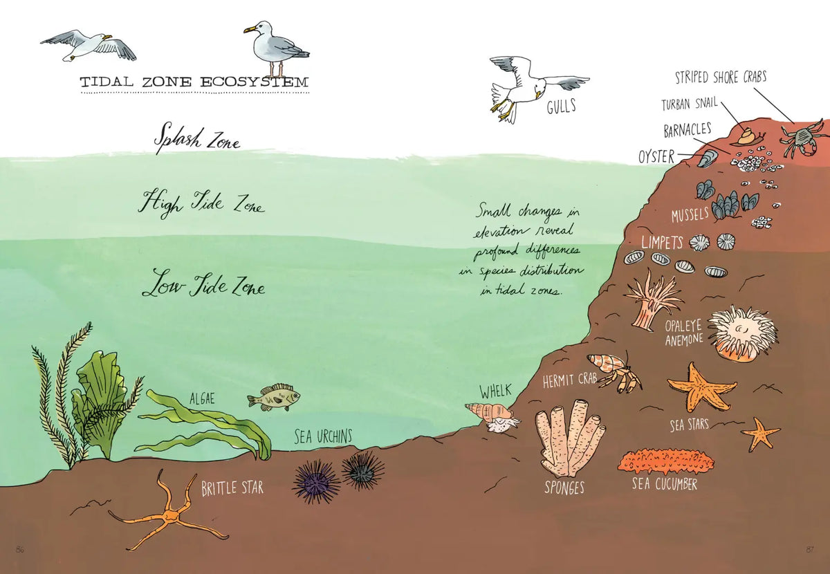 Ocean Anatomy by Julia Rothman – Pink Moon Goods